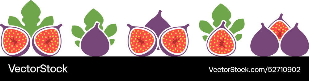 Fig Royalty Free Vector Image - VectorStock