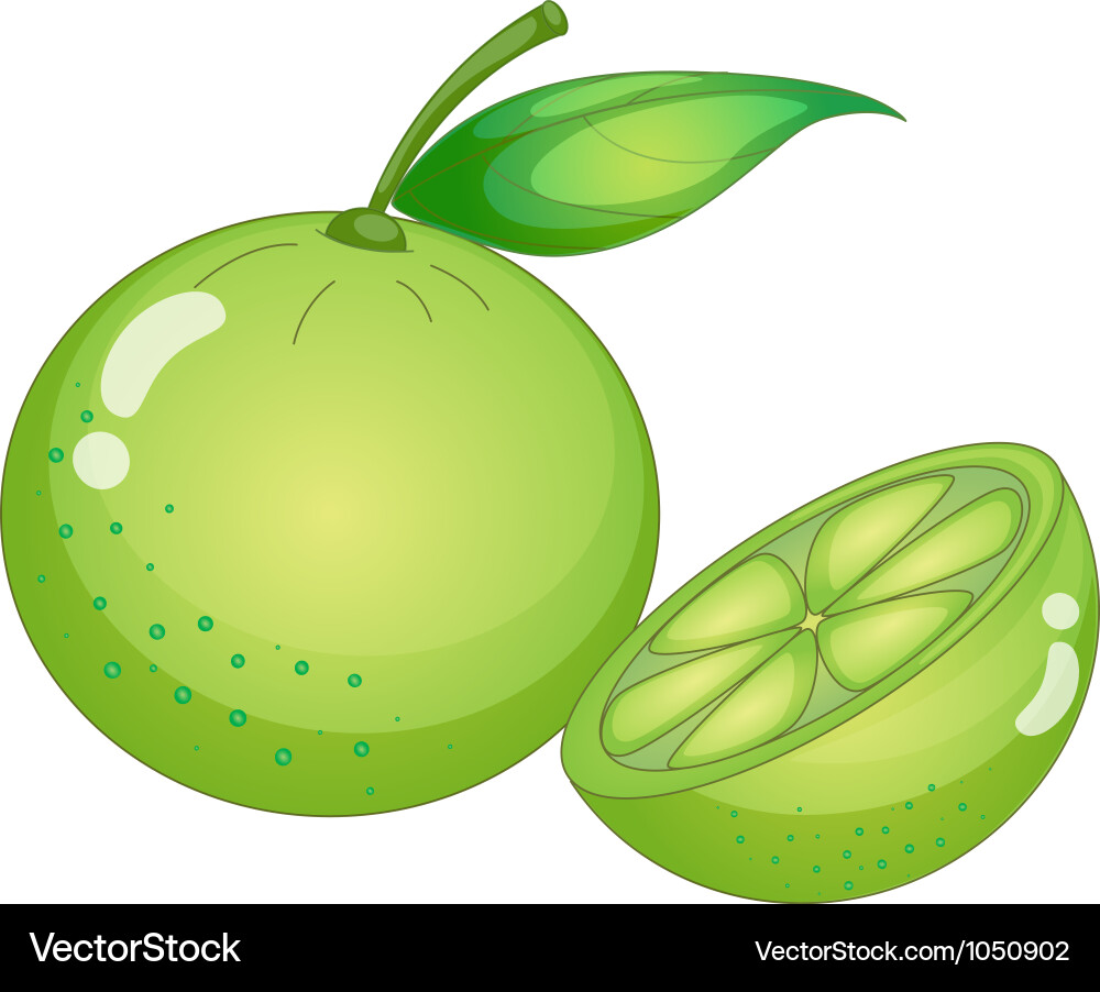 Fruit Royalty Free Vector Image - VectorStock