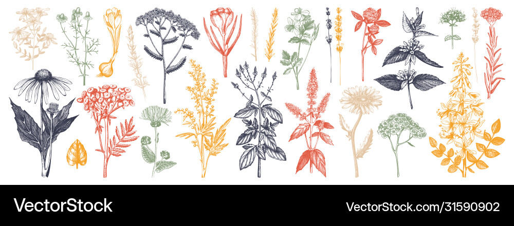Medicinal herbs collection set hand drawn Vector Image