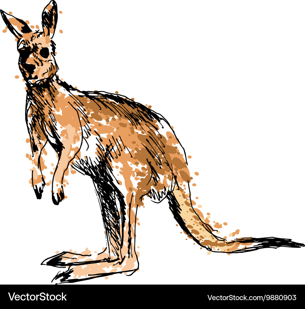 Colored hand drawing of a kangaroo Royalty Free Vector Image