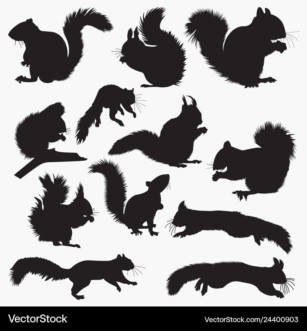 Squirrel Shock Vector Images (37)