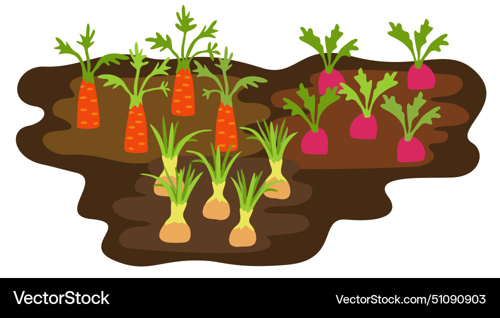 Vegetable beds summer garden carrot radish Vector Image