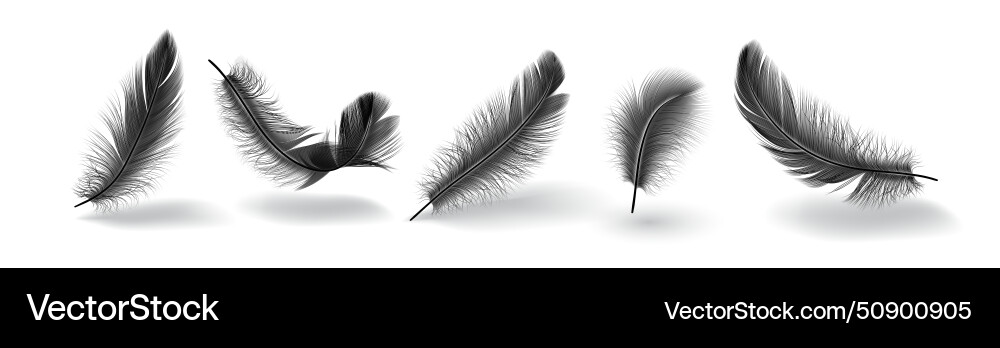 Bird feather group shapes realistic set Royalty Free Vector