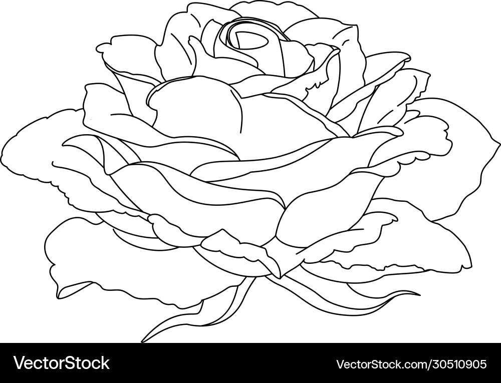 Rose flower clip art Royalty Free Vector Image