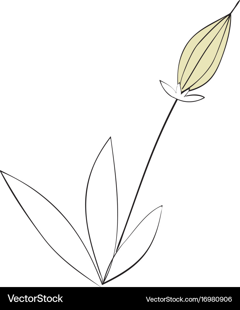 Beautiful flower ornament Royalty Free Vector Image