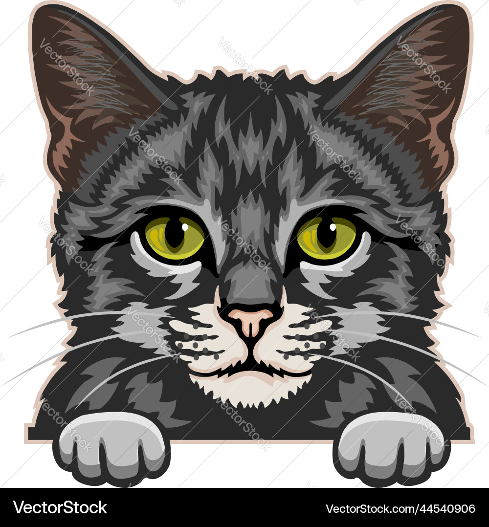 Domestic cat color peeking cats Royalty Free Vector Image