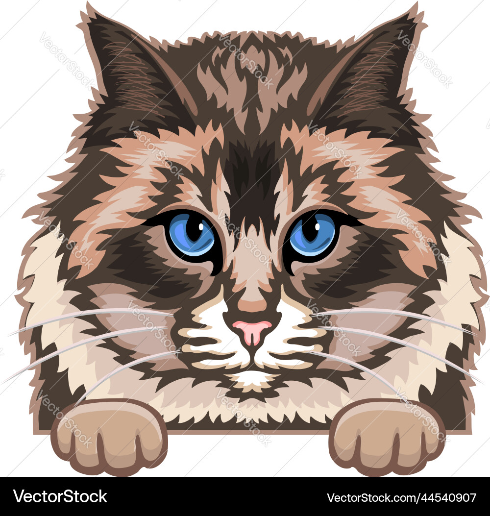 Holy burma cat color peeking cats Royalty Free Vector Image