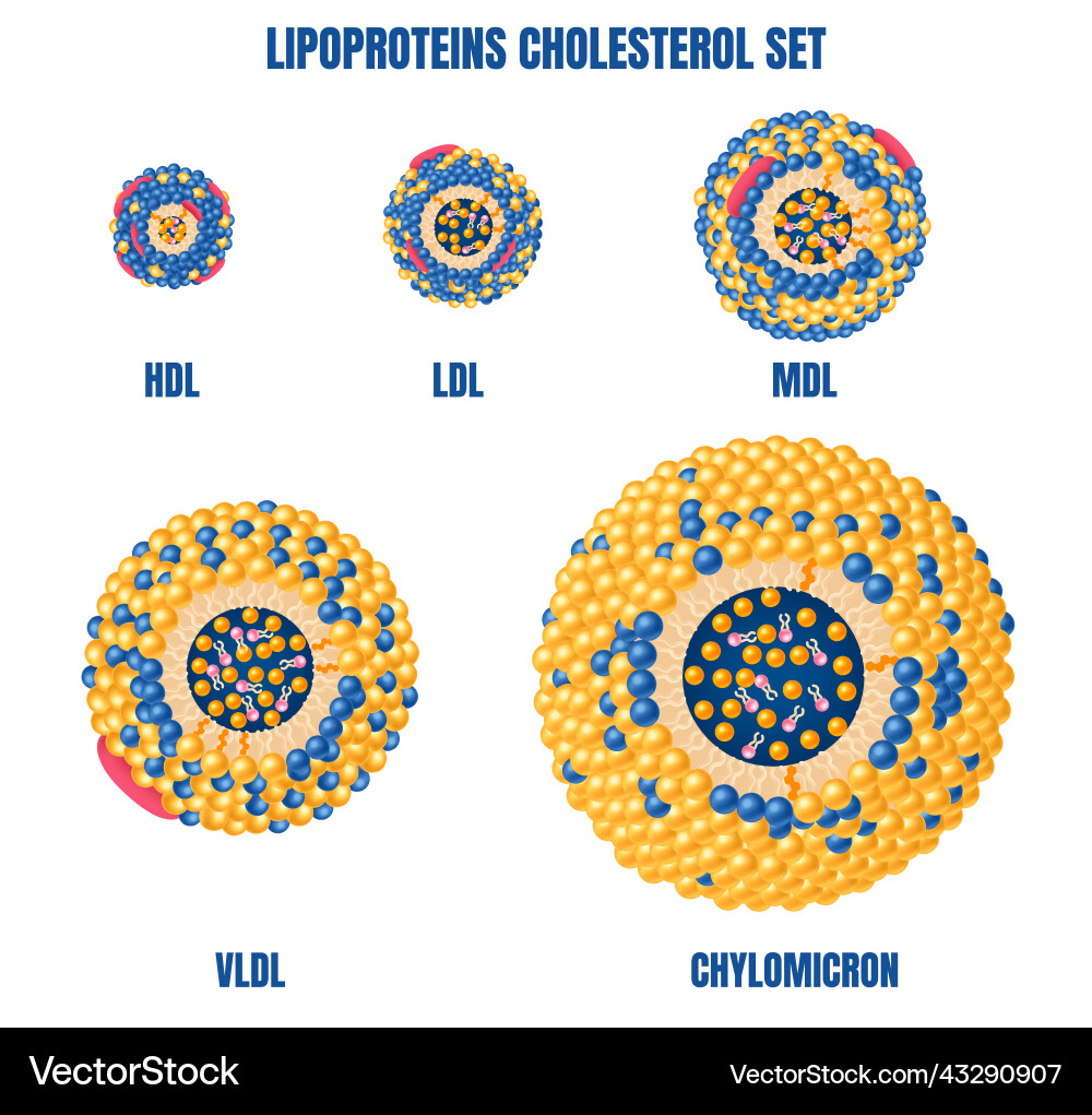Lipid Metabolism Vector Images (over 140)