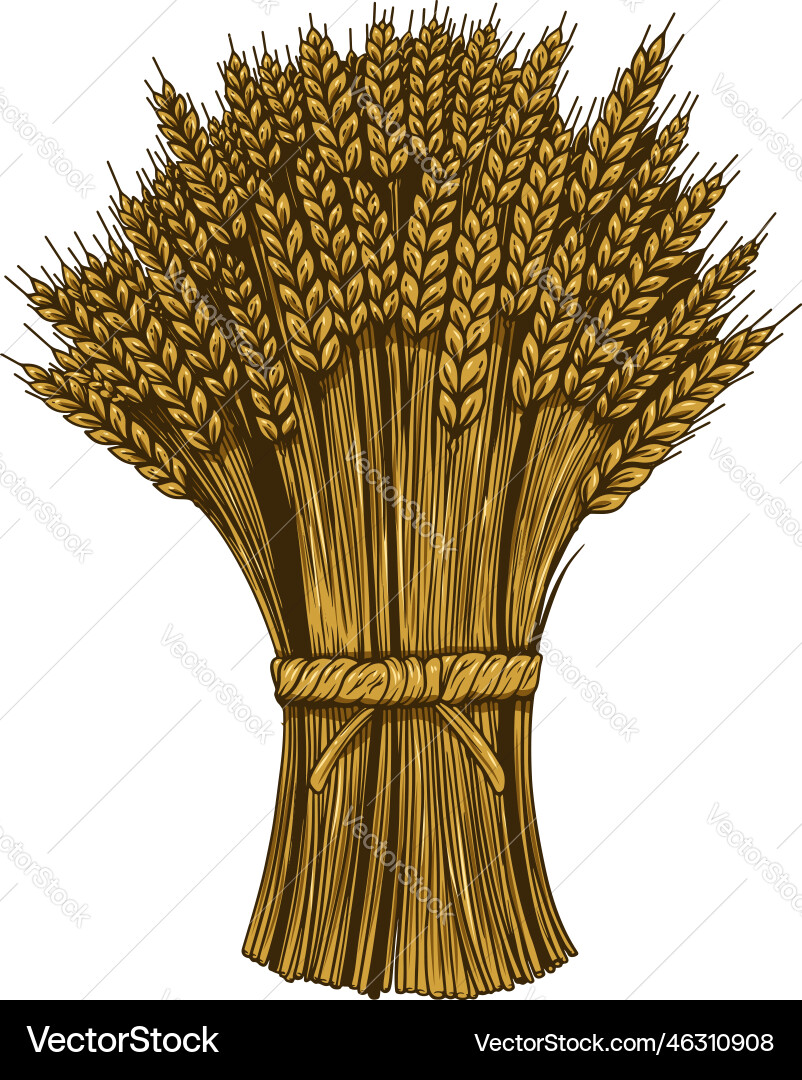 Wheat sheaf in engraving style design element Vector Image