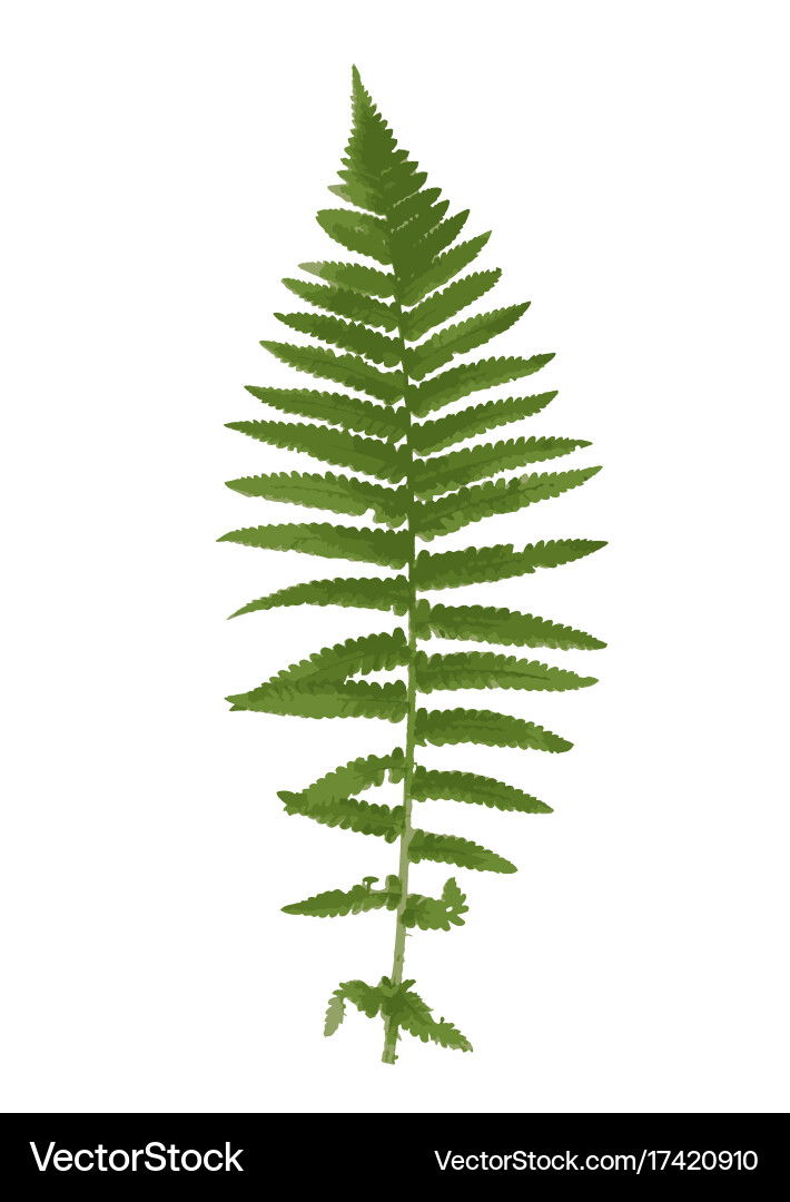 Elegant Fern Leaf Detail Royalty Free Vector Image