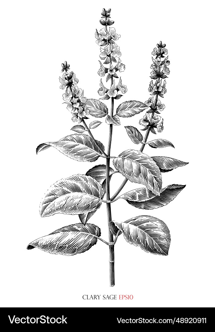 Vintage Clary Sage Botanical Print Royalty Free Vector Image