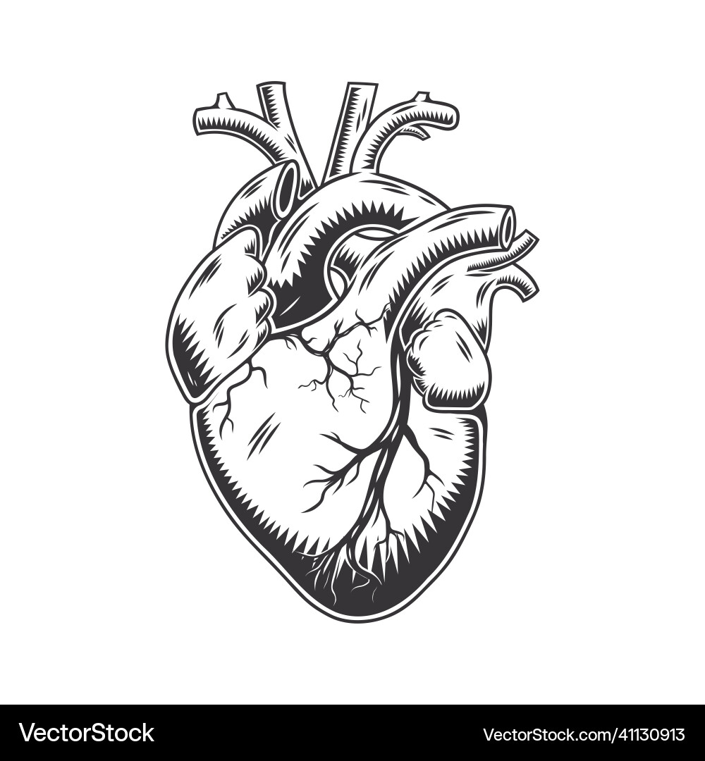 Anatomical Heart Line Art Royalty Free Vector Image