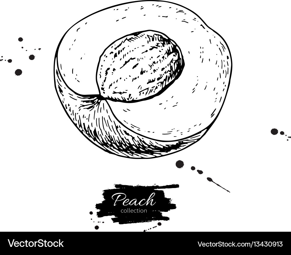 Peach slice drawing isolated hand drawn Royalty Free Vector