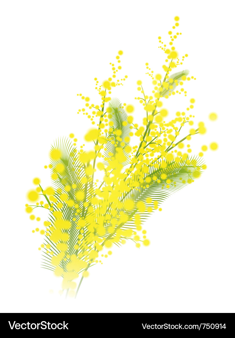 Mimosa flowers Royalty Free Vector Image - VectorStock