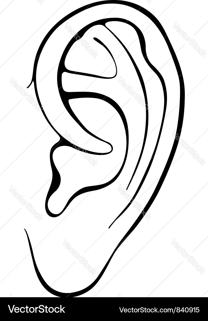 Human ear Royalty Free Vector Image - VectorStock