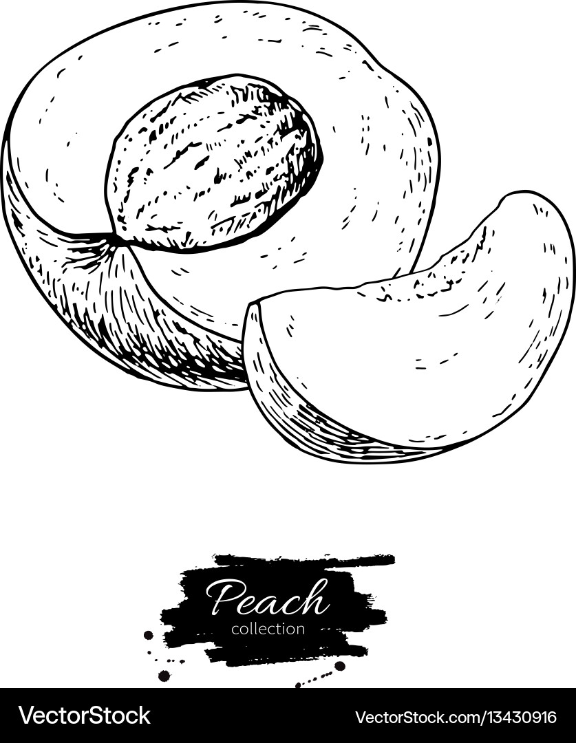 Peach drawing isolated hand drawn Royalty Free Vector Image
