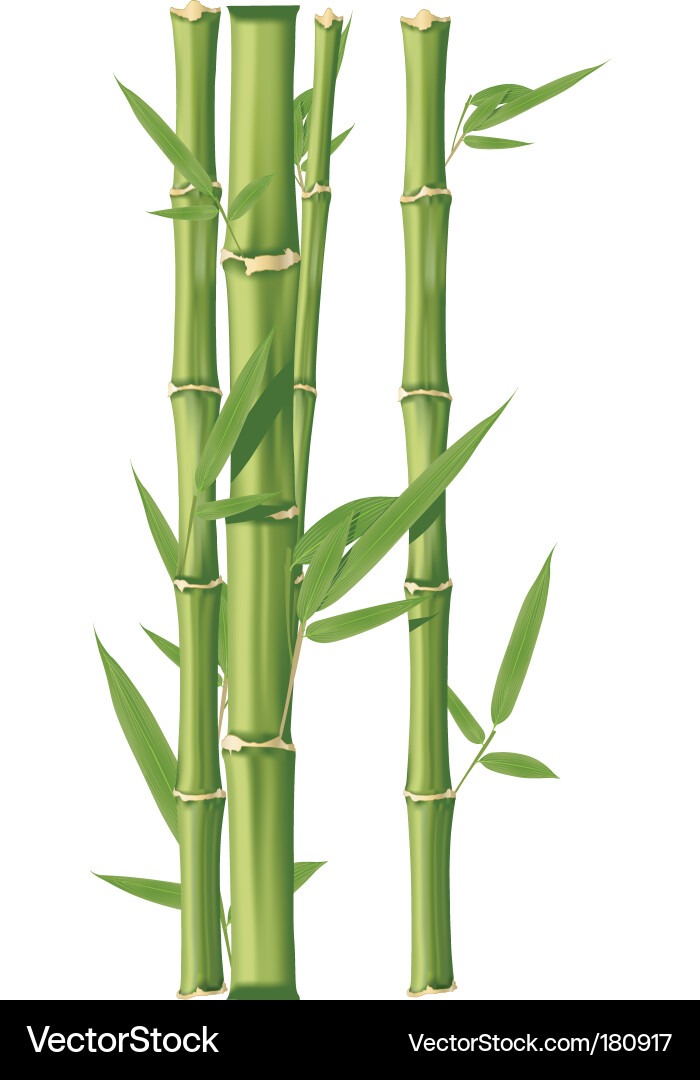 Green Bamboo Stems Royalty Free Vector Image - VectorStock