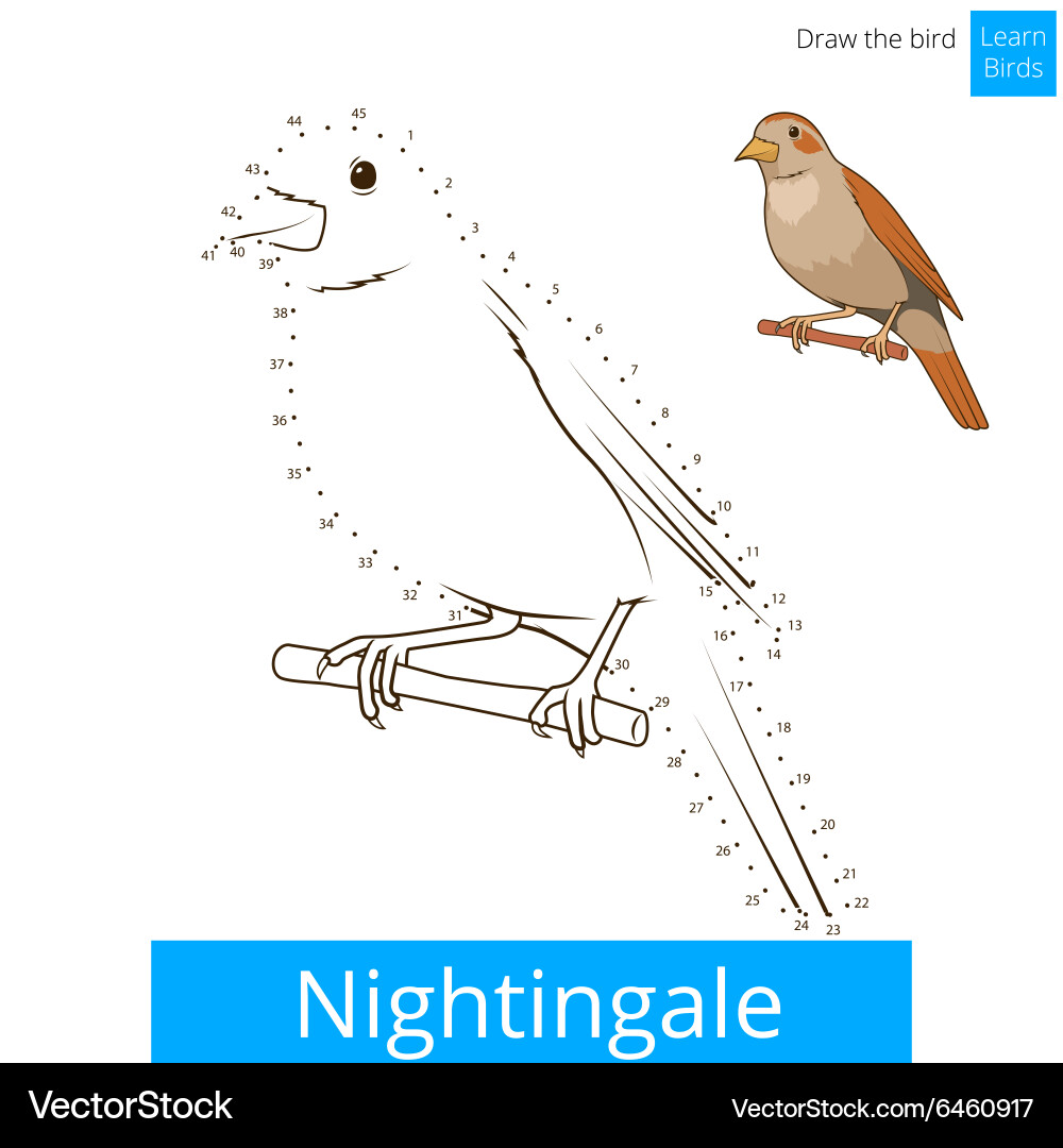 Nightingale bird learn to draw Royalty Free Vector Image