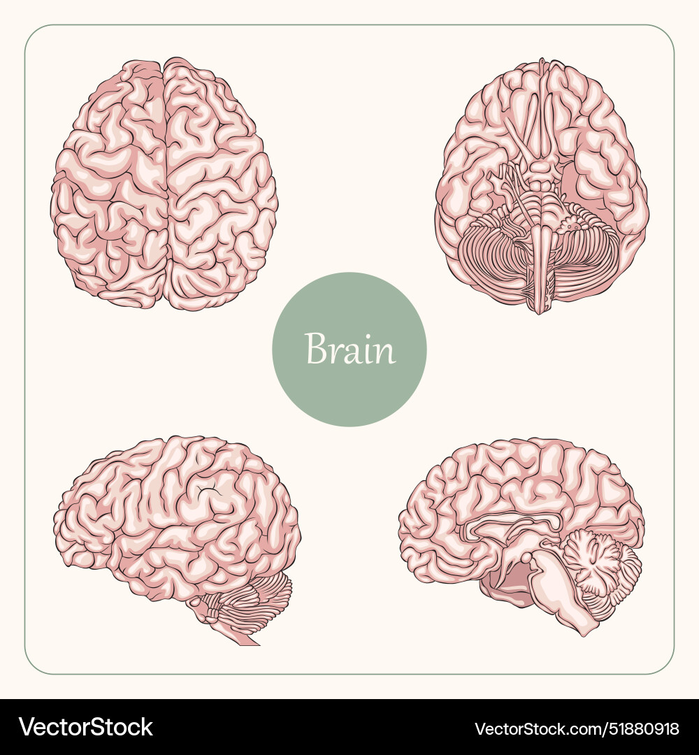 Human brain anatomy four views Royalty Free Vector Image