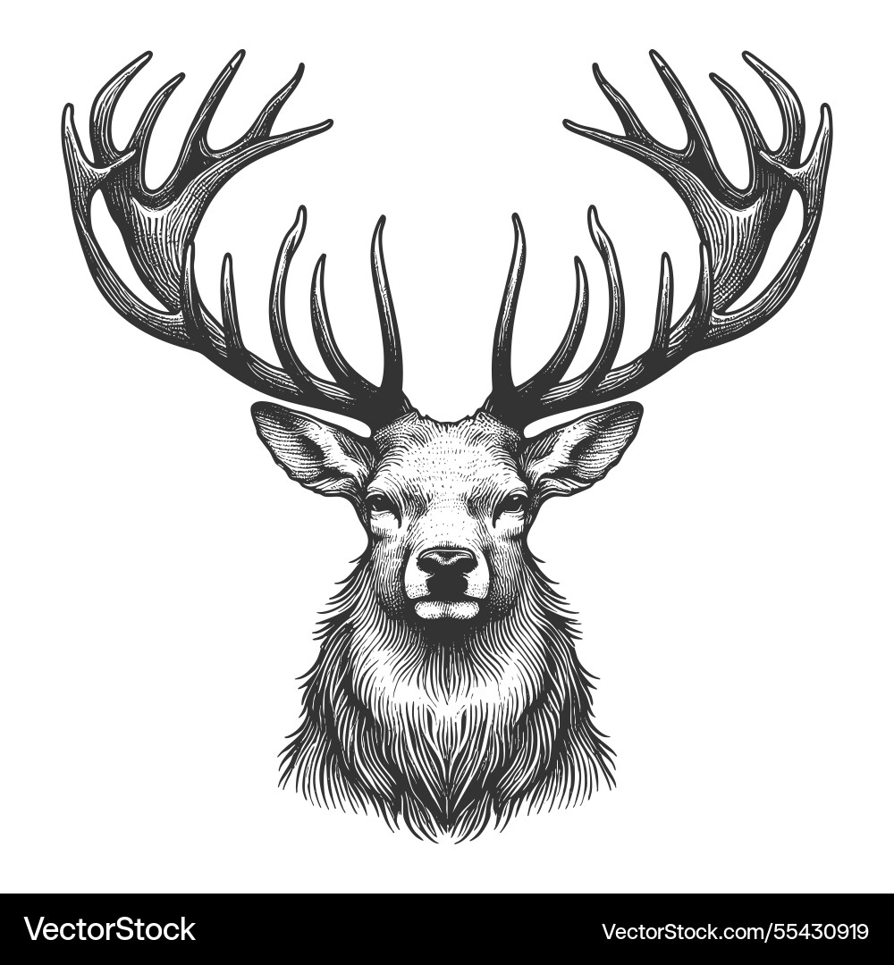 Elegant Antlered Stag Engraving Royalty Free Vector Image