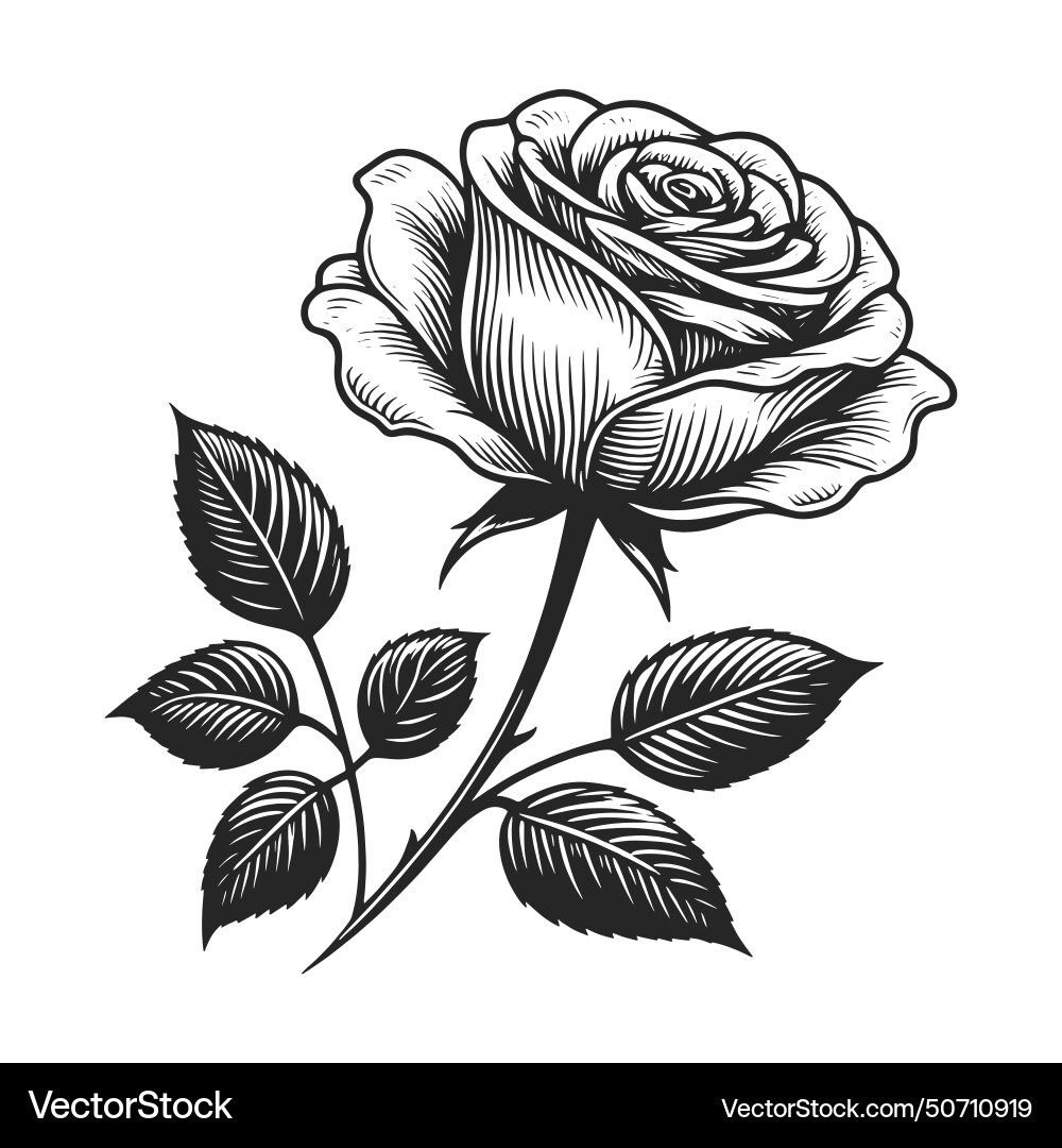 Engraved rose with buds Royalty Free Vector Image