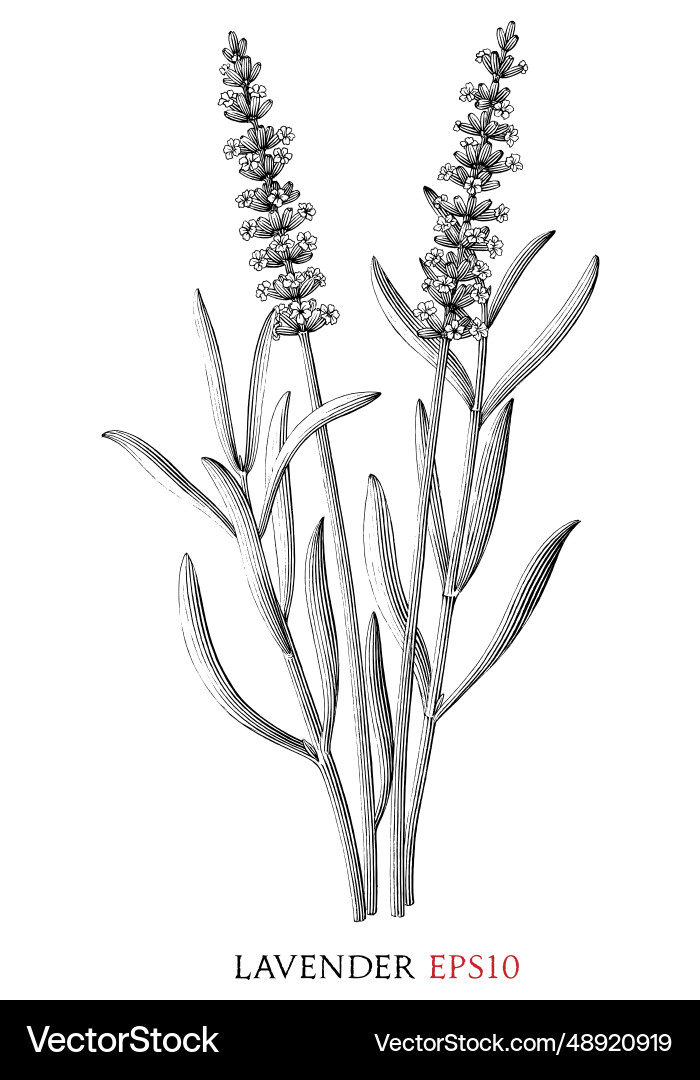 Lavender Royalty Free Vector Image - VectorStock