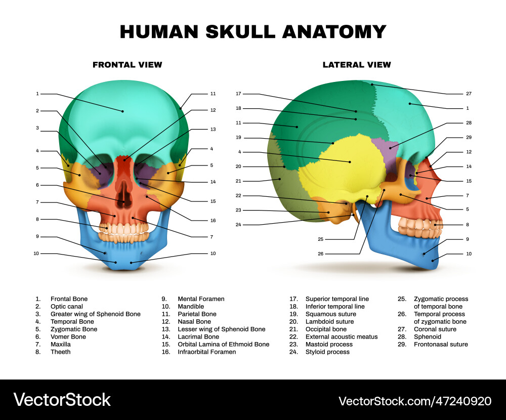 Human skull anatomy infographic Royalty Free Vector Image