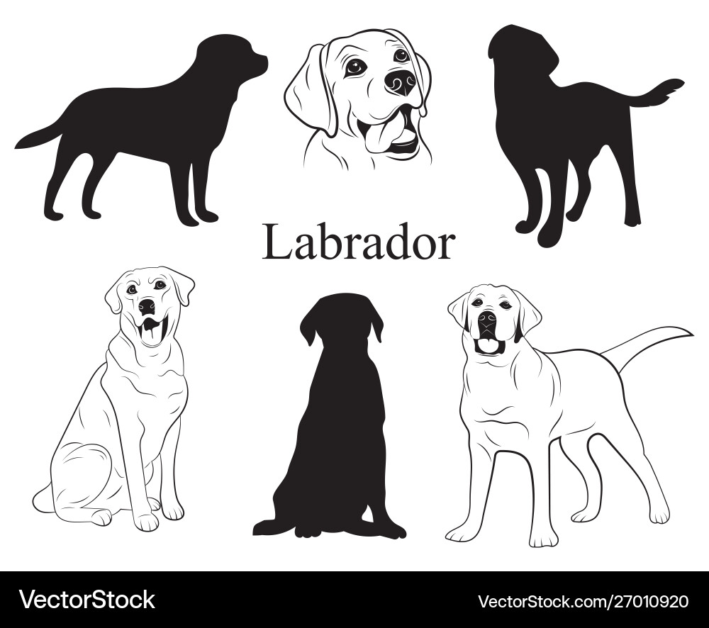 Dog Labrador Tattoo Vector Images (over 500)