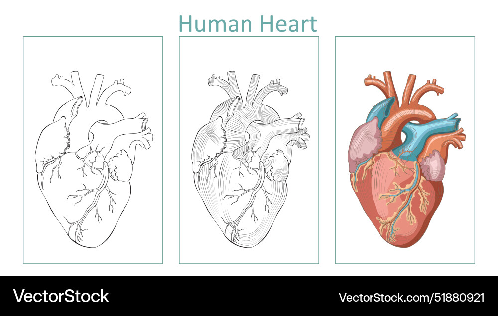 Anatomical human heart Royalty Free Vector Image