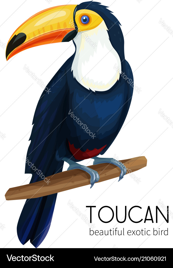 Toucan bird Royalty Free Vector Image - VectorStock
