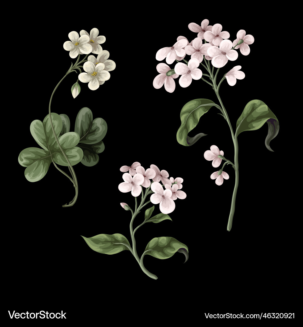 White flowers isolated botanical Royalty Free Vector Image