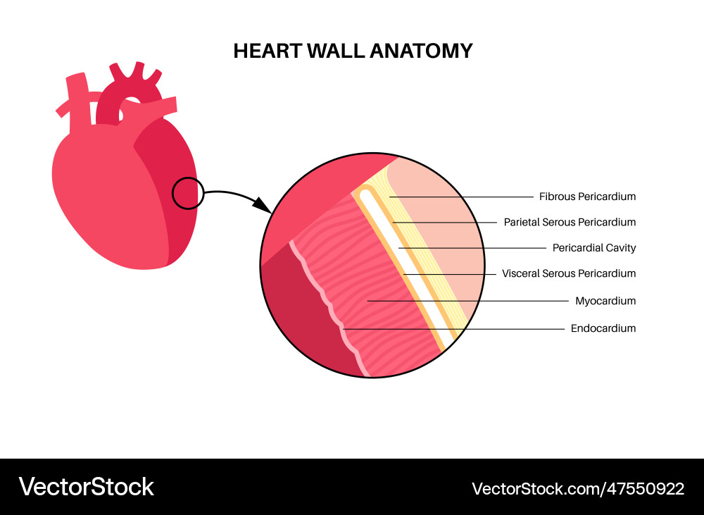 Heart Wall Anatomy Diagram Royalty Free Vector Image
