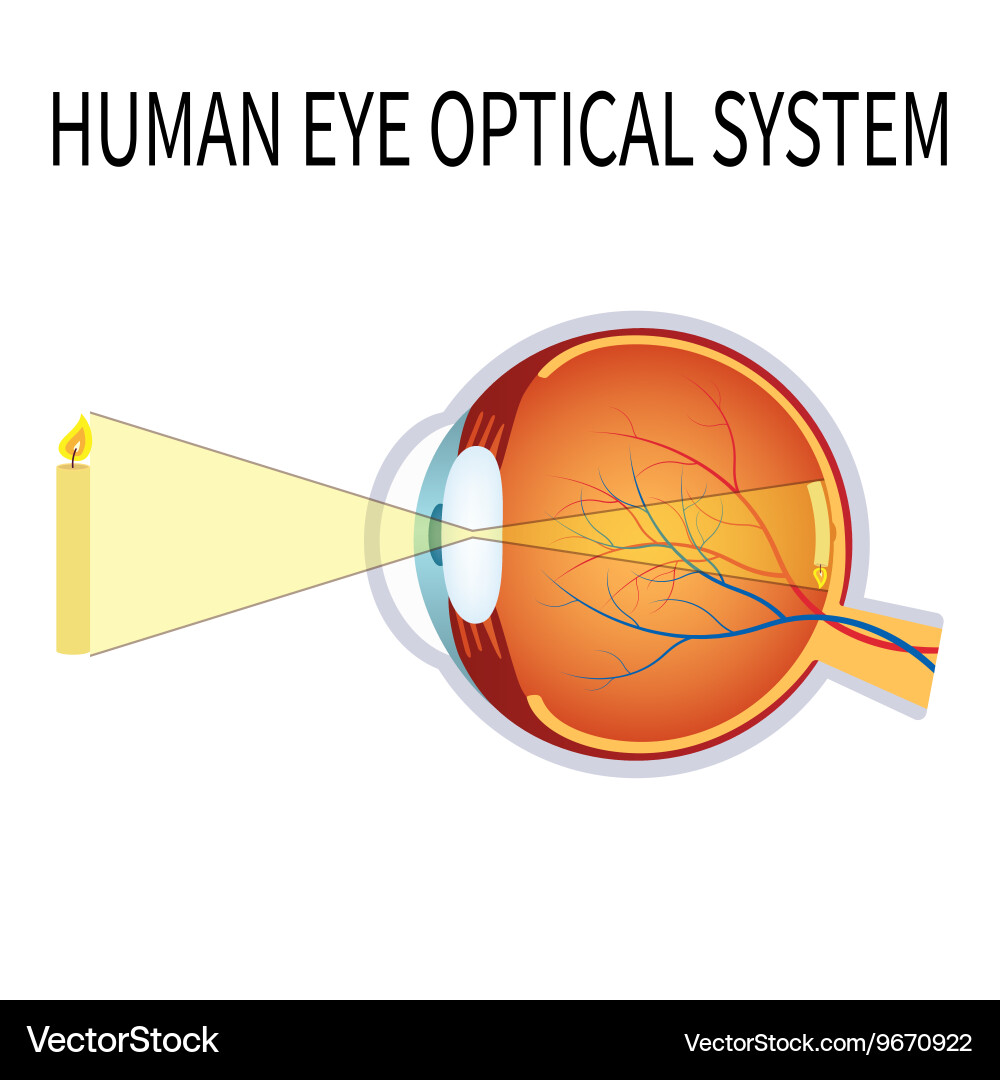 Human eye optical system Royalty Free Vector Image