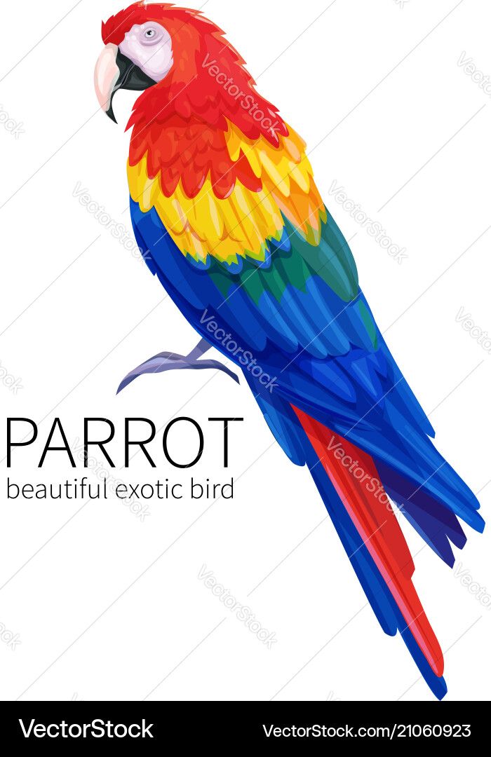 Parrot bird Royalty Free Vector Image - VectorStock