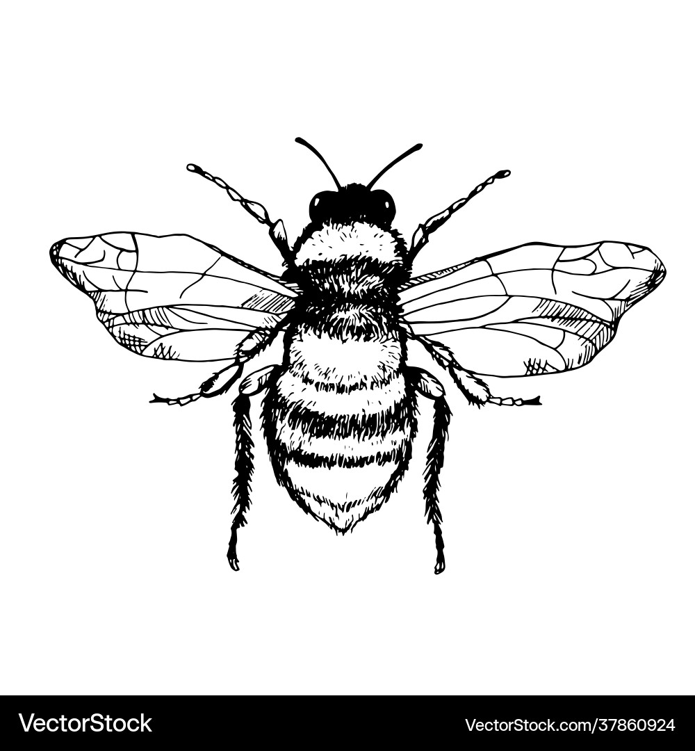 Bumble Bee Line Drawing Vector Images (over 640)