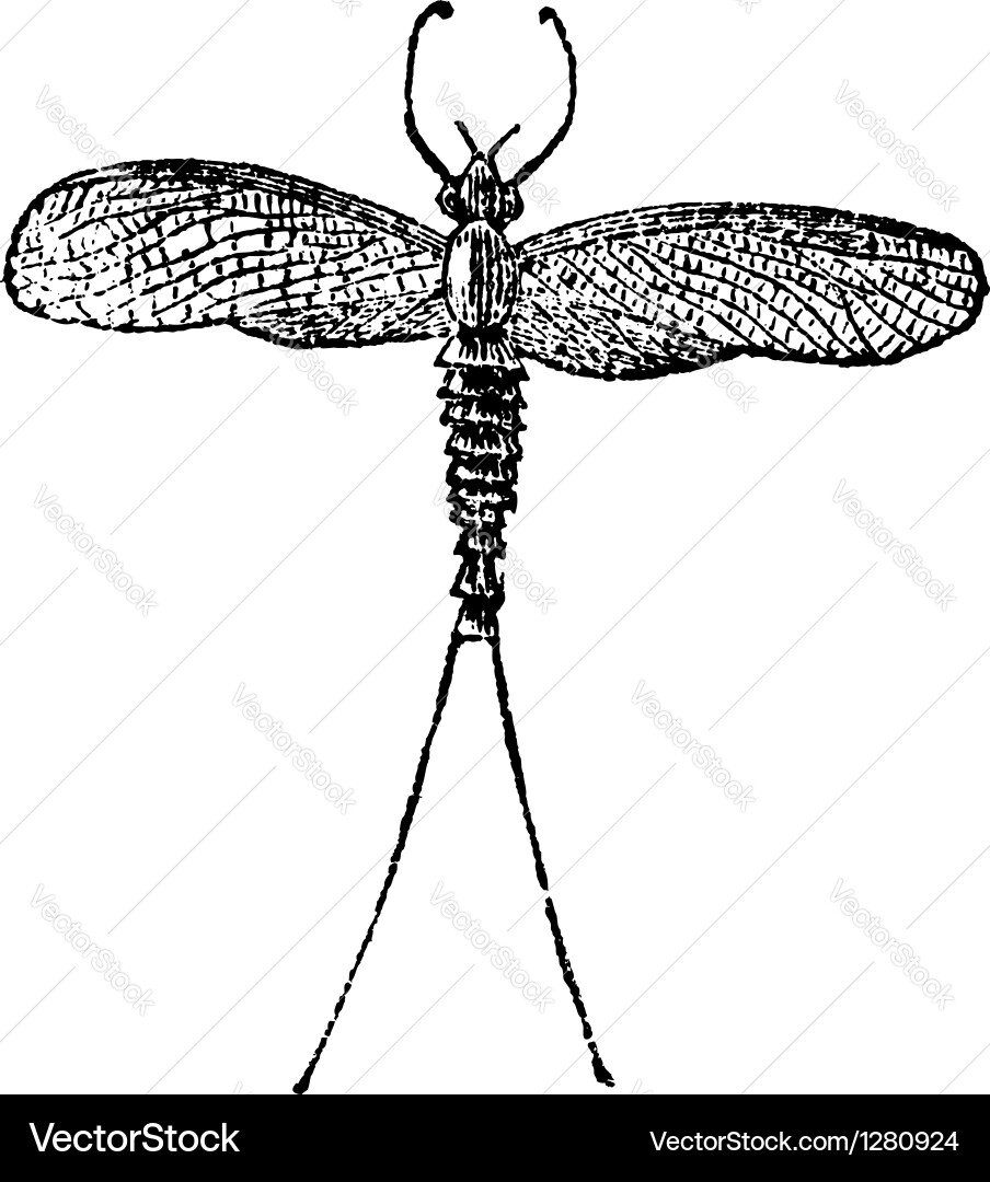 Mayfly Vintage Gravur Lizenzfreies Vektorbild