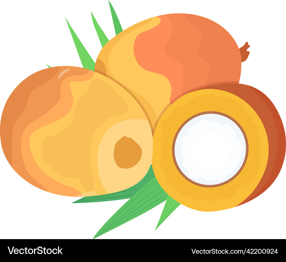 Palm fruit Royalty Free Vector Image - VectorStock