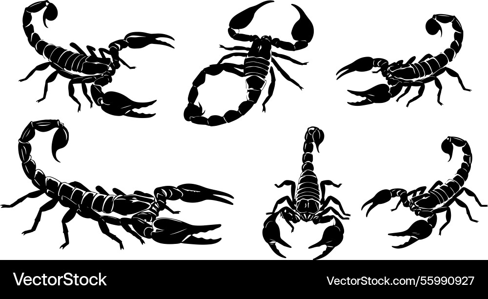Scorpion realistic silhouette drawing set Vector Image