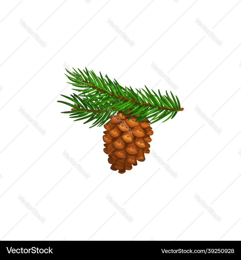 Pine Cone on Fir Branch Royalty Free Vector Image
