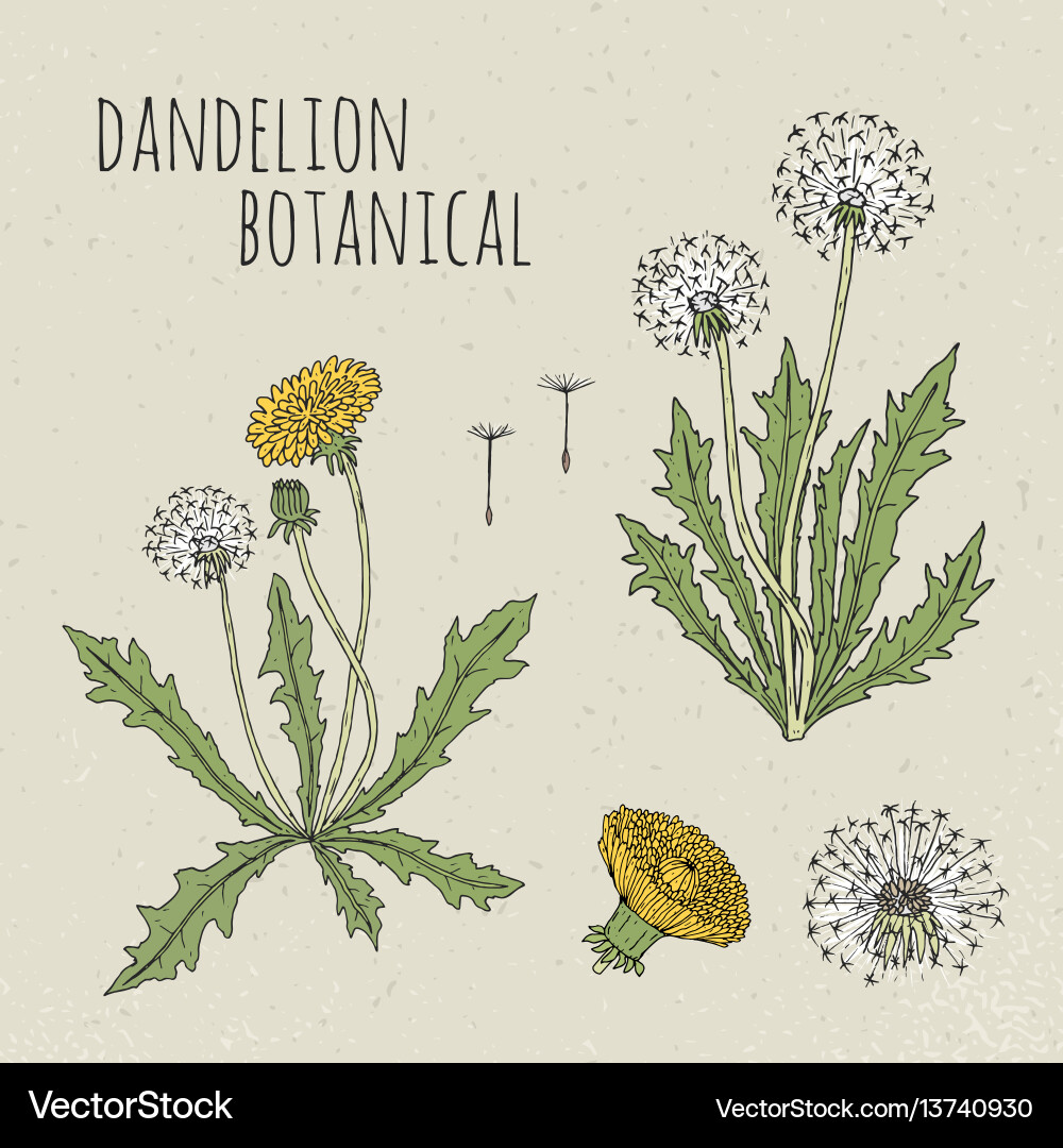 Dandelion Root Vector Images (over 330)