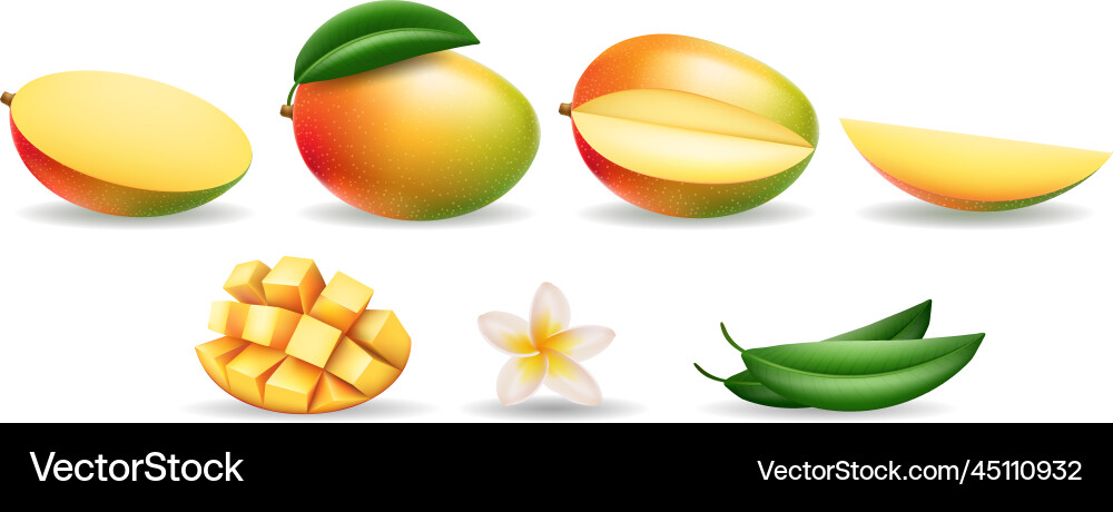 Realistic mango elements Royalty Free Vector Image