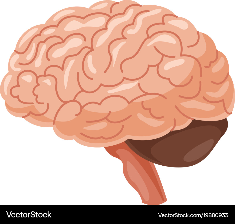 Brain Royalty Free Vector Image - VectorStock