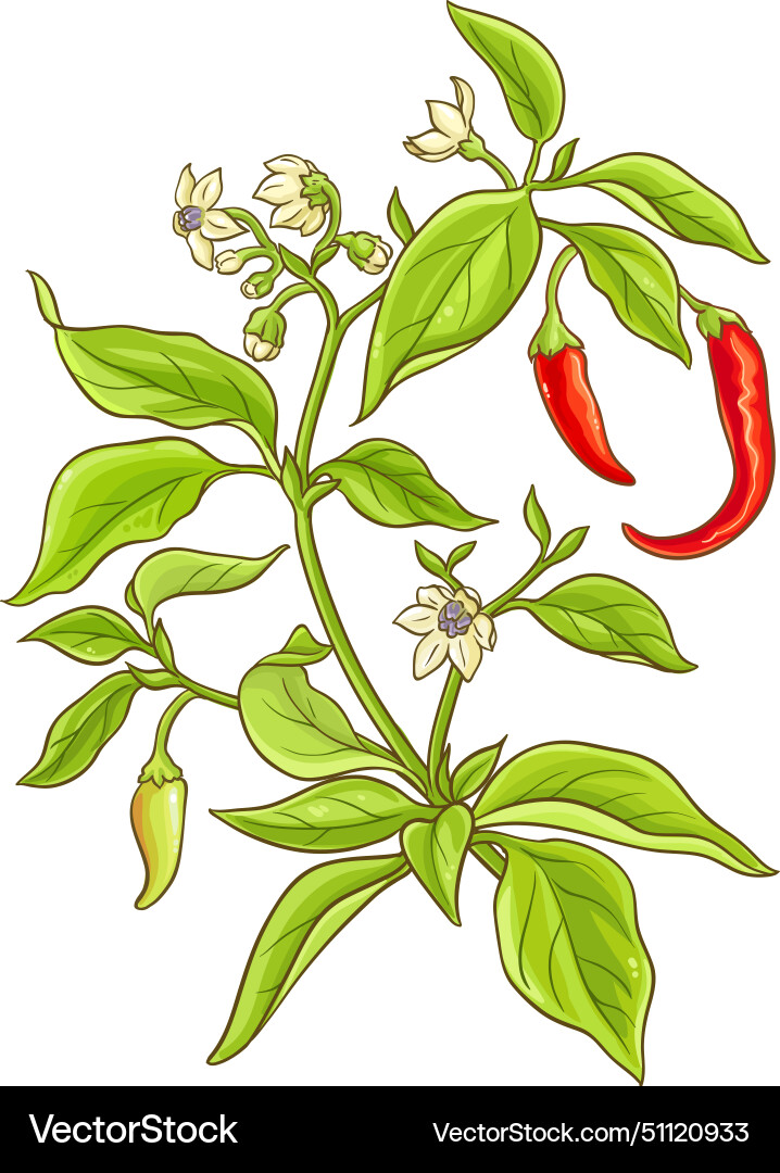 Cayenne pepper plant colored detailed Royalty Free Vector