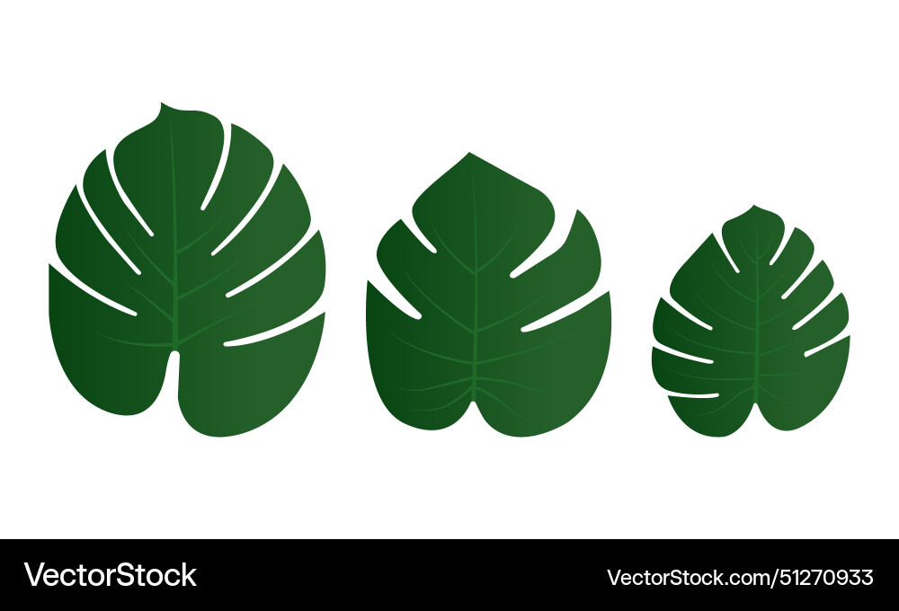 Green palm leaves isolated on white background Vector Image