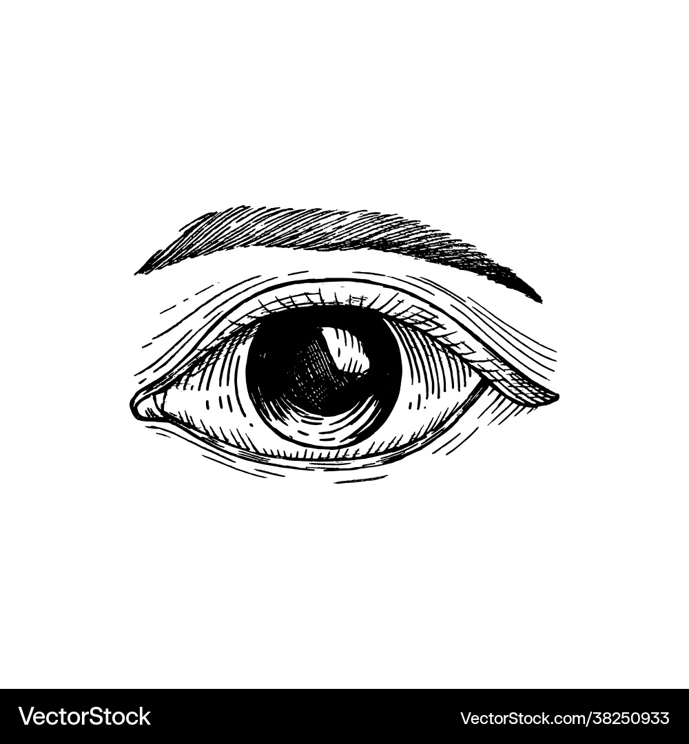 Hand drawn human eye Royalty Free Vector Image