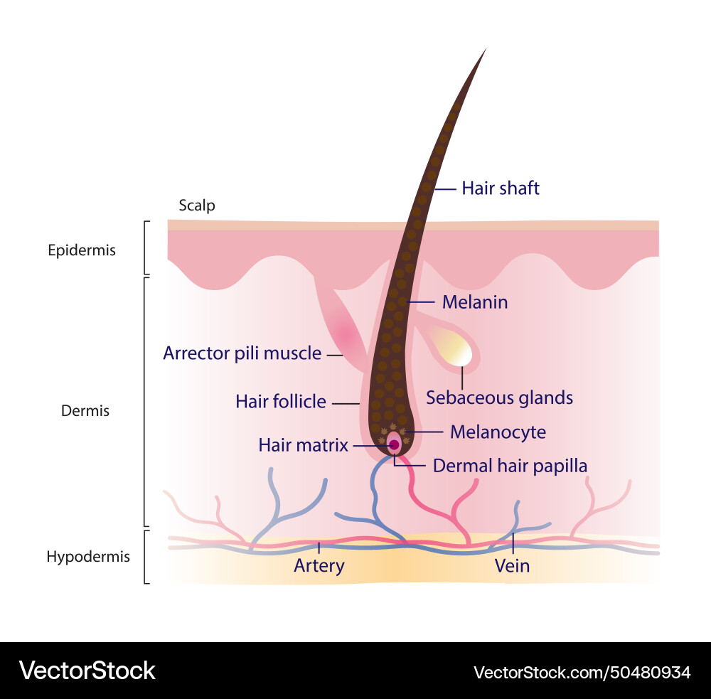 Diagram of hair structure anatomy Royalty Free Vector Image Diagram of hair structure anatomy Royalty Free Vector Image