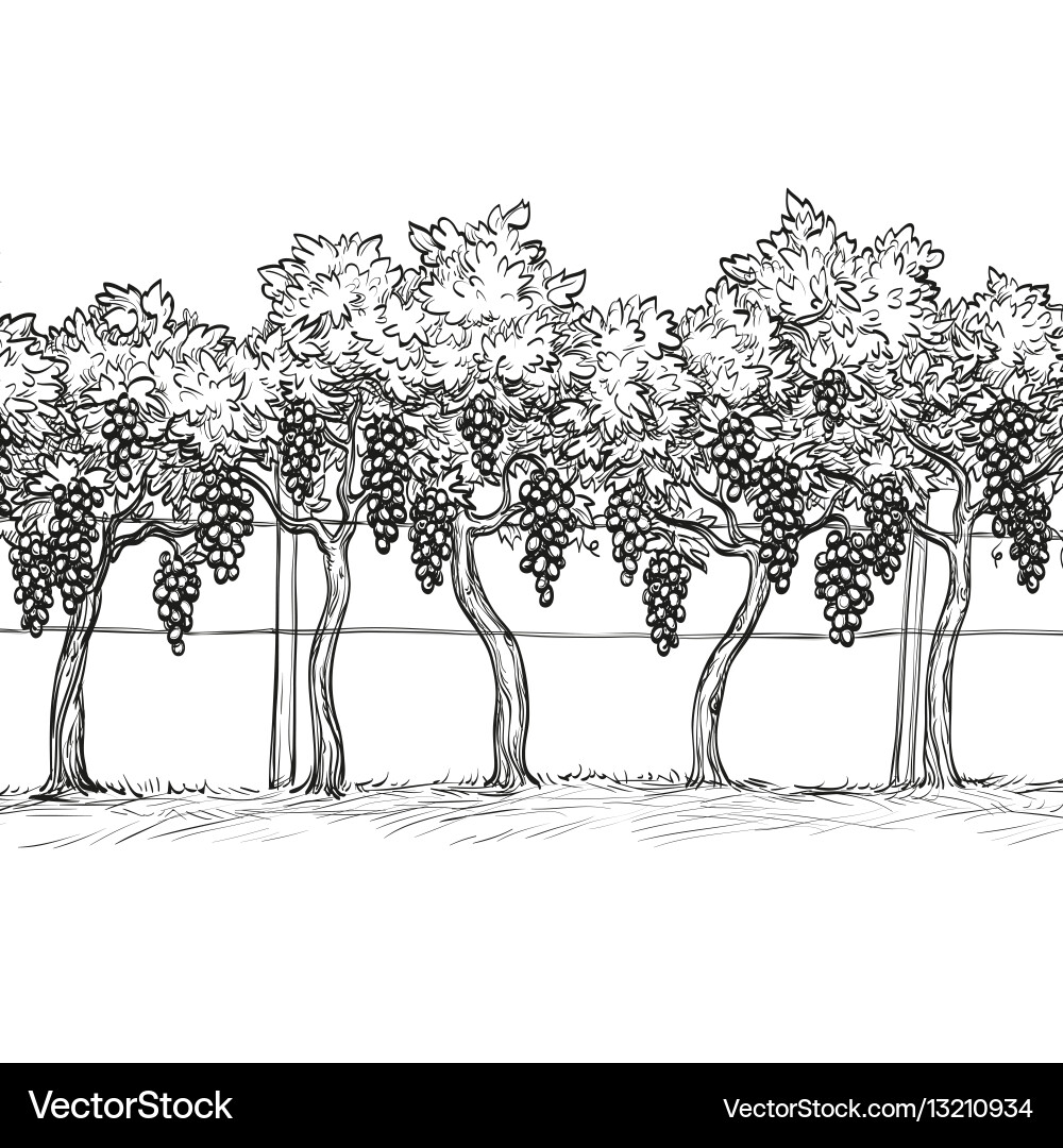 Hand drawn of vineyard Royalty Free Vector Image
