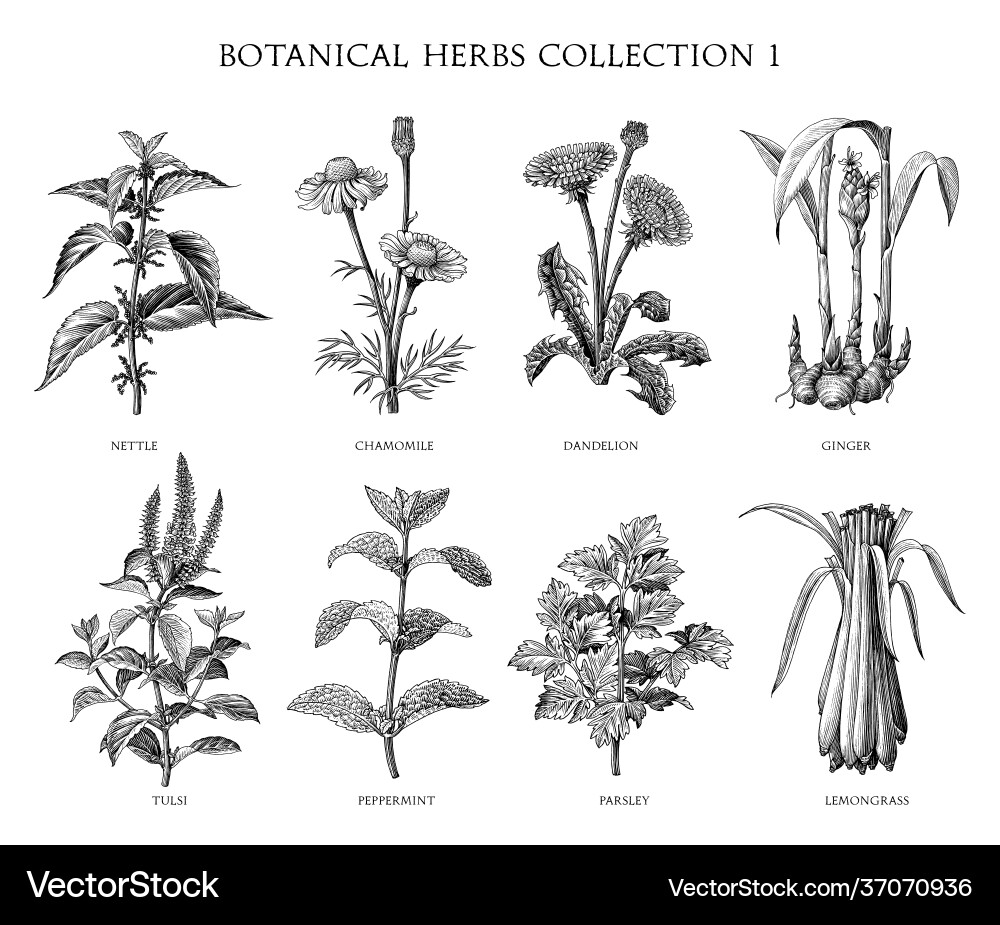 Tulsi Plant Vector Images (over 180)