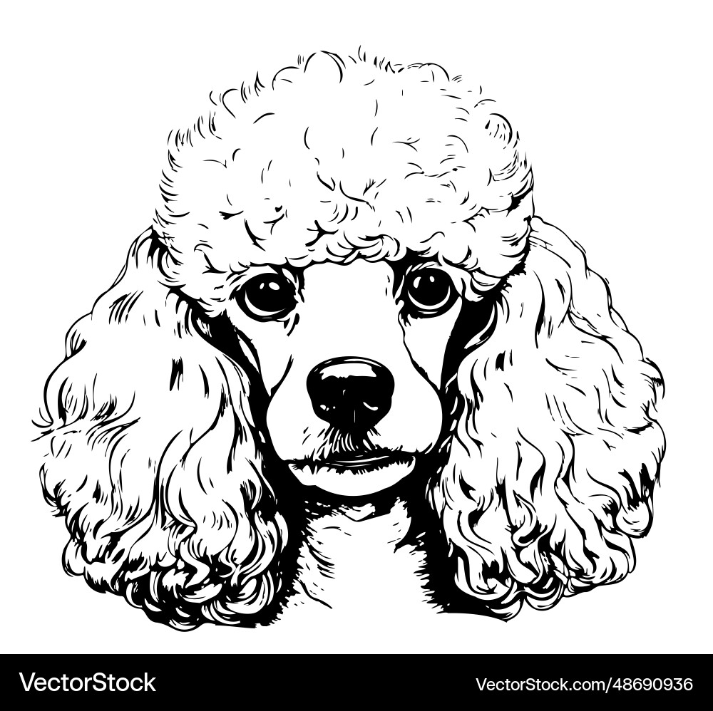 Cute Poodle Head Sketch Royalty Free Vector Image