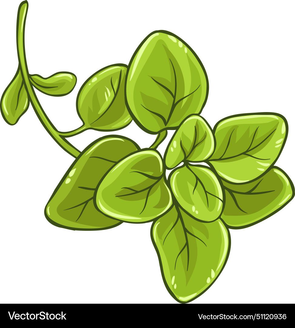 Oregano branch colored detailed Royalty Free Vector Image